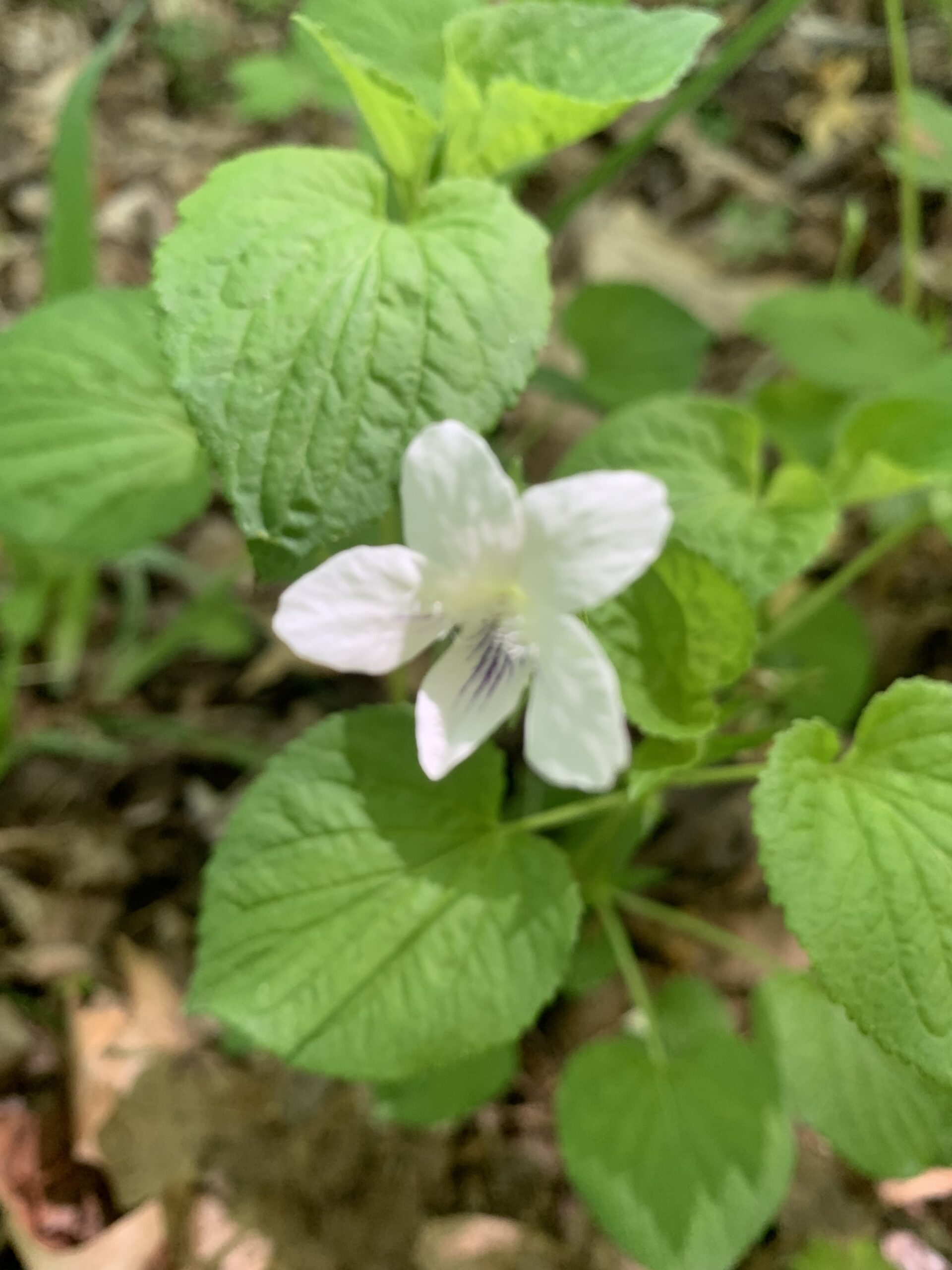 Batelle Darby Metro Park – Alex's Ohio Plants Web Site